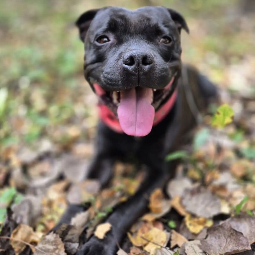 Стаффордширский бультерьер, вязка