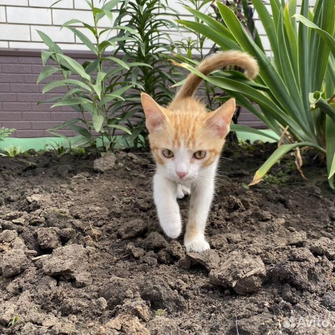 Мега-рыжие котята мальчишки в дар