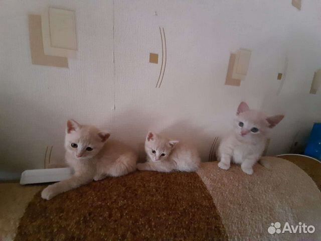 Котята от висл.шотландской,к лотку приуч