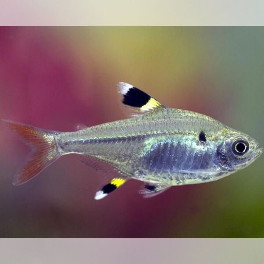 Рыба Пристелла