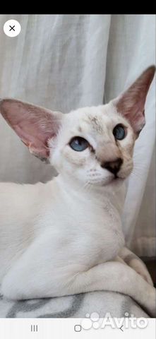 Сиамская Ориентальная девочка