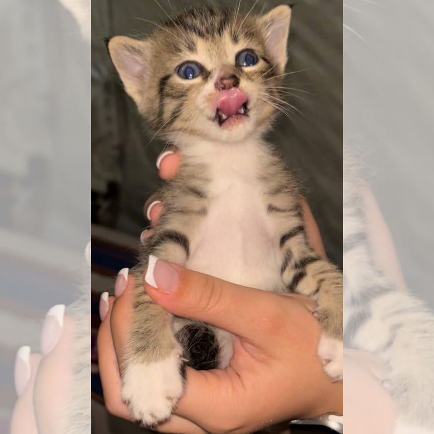 Котята в добрые руки, 1 месяц
