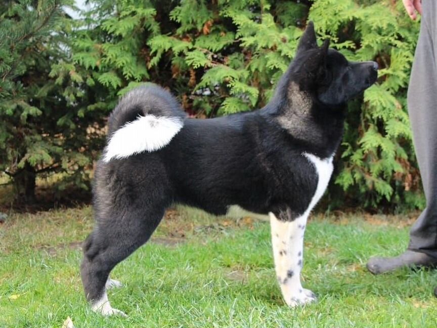 Американская акита девочка