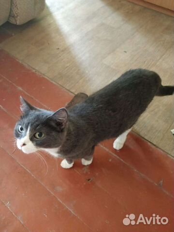 Кошка, которой нужно спасение