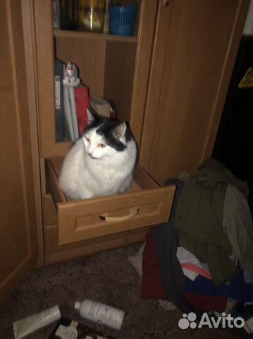 Отдам кота в добрые руки