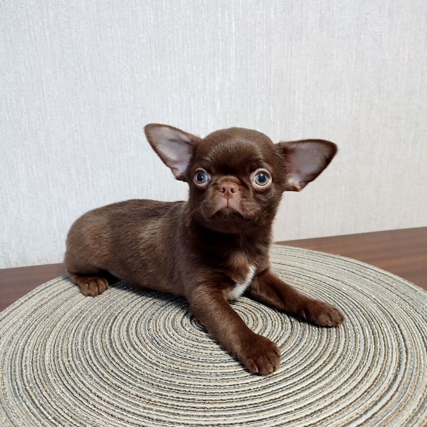 Шоколадный Маффин