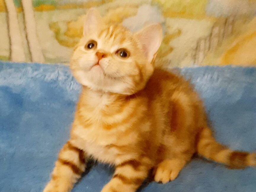 Шотландская кошечка