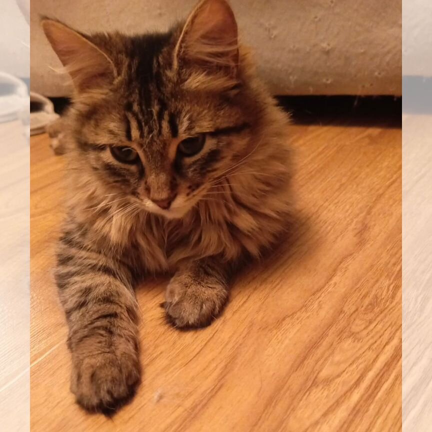 Кошка Алиса, около года