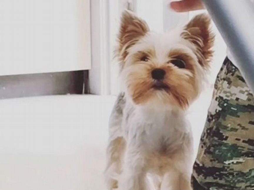 Мини йорк девочка