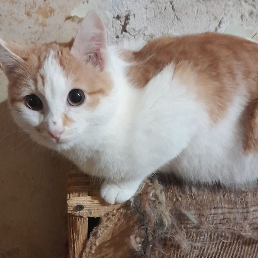 Лисёнок ищет дом