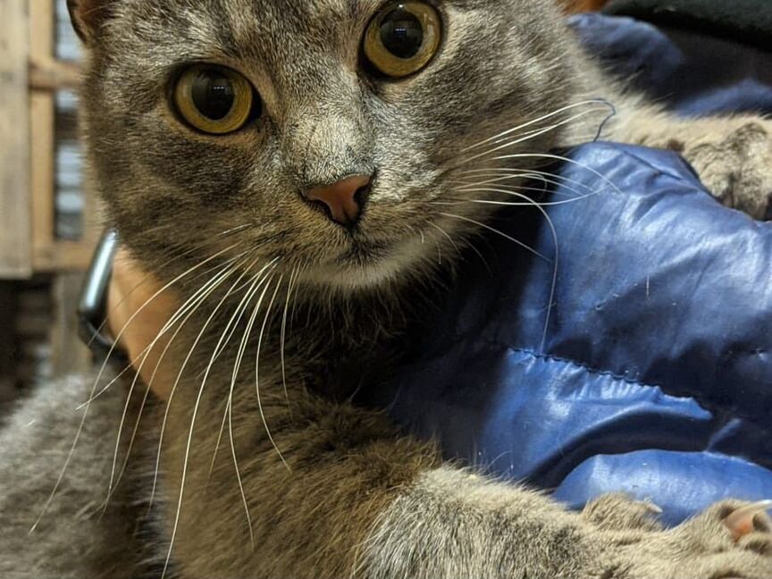 Дымчатая кошка