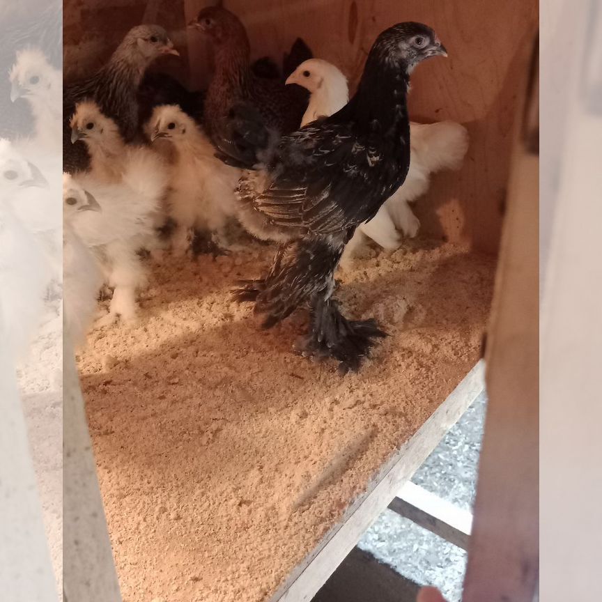 Цыплята породы брама