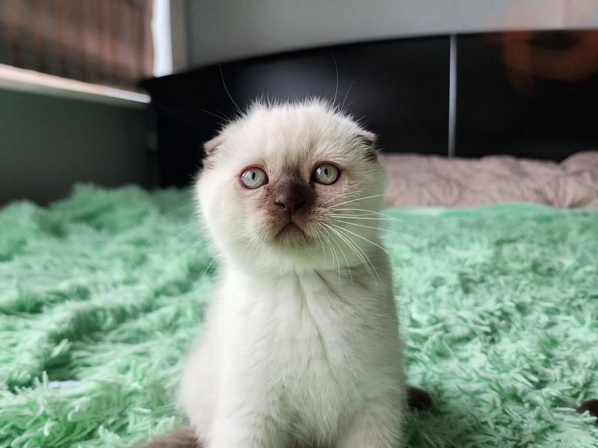Шотландский вислоухий котёнок