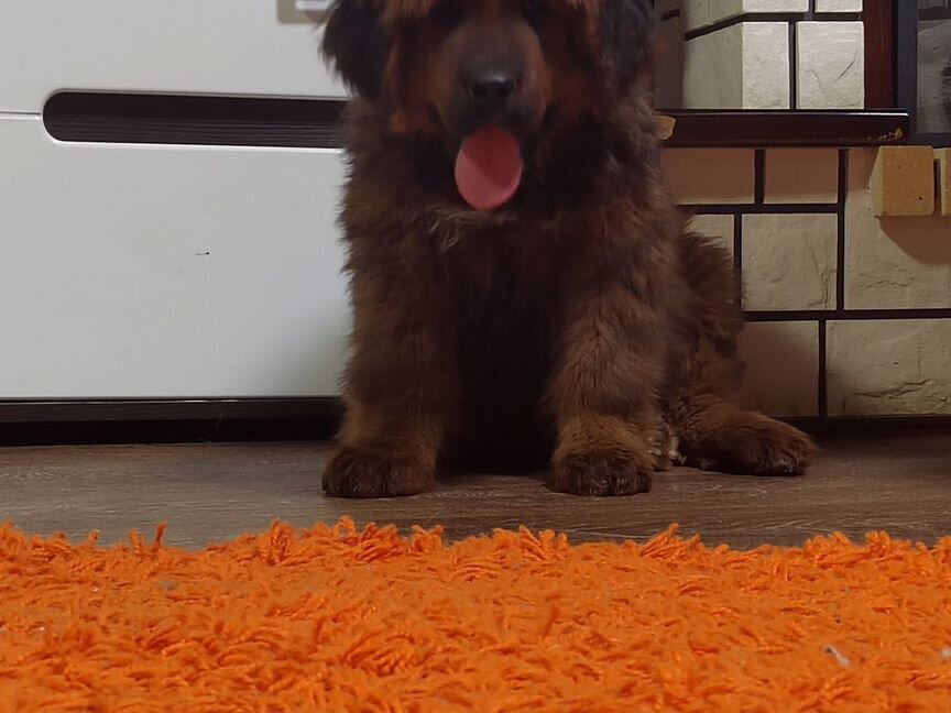 Тибетский мастиф щенки