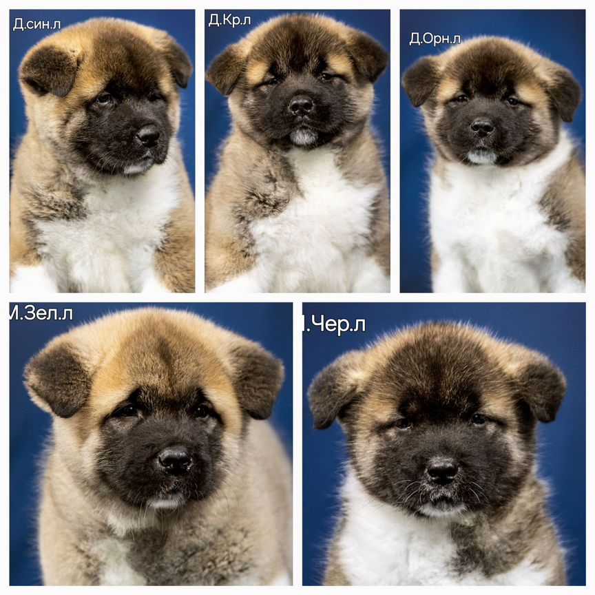 Щенки Американской акиты