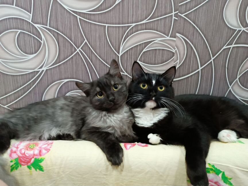 2 котика