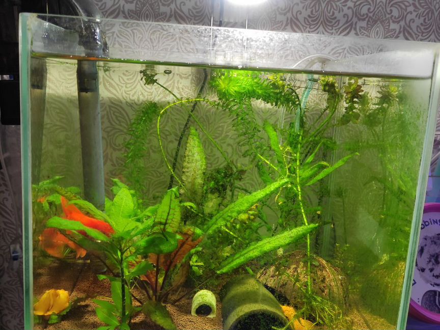 Аквариум 30 литров