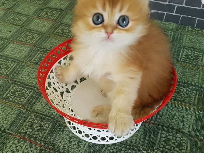 Шотландские золотые