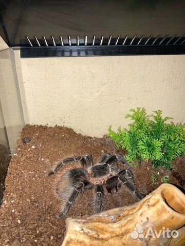 Паук-птицеед