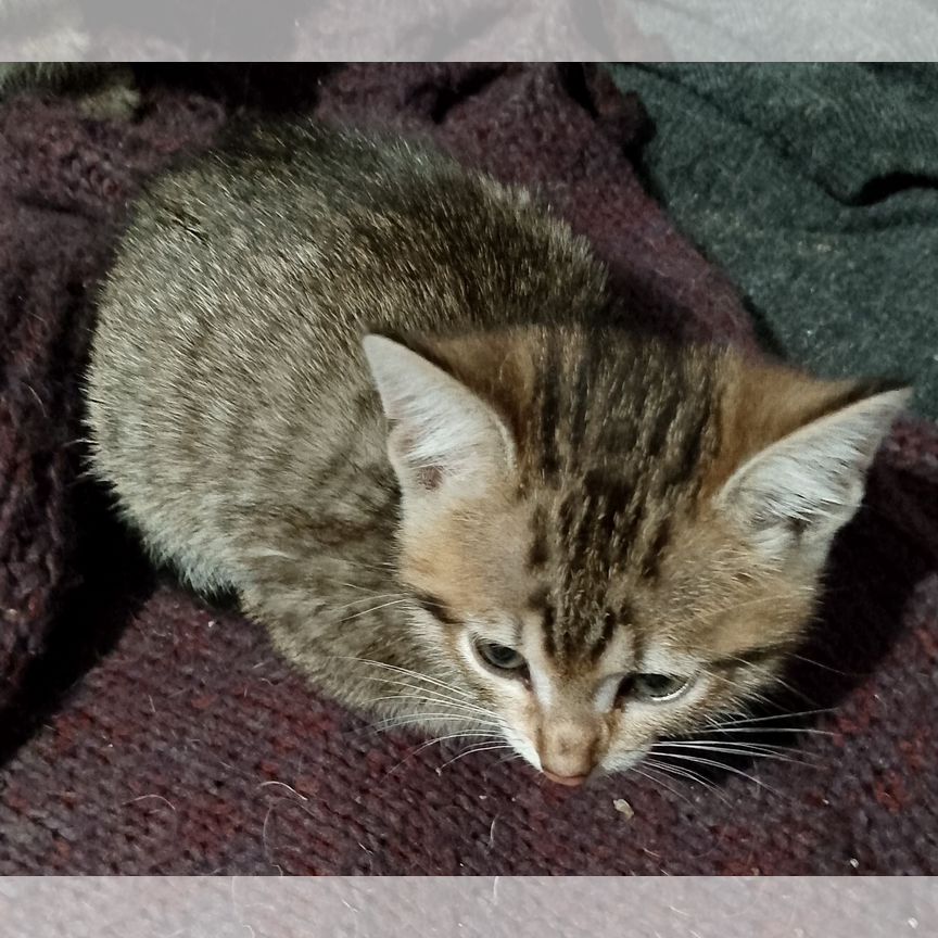Котёнок от частного владельца