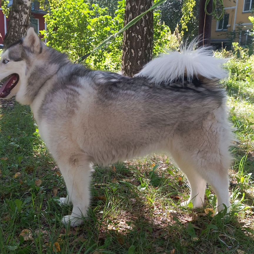 Собака аляскинский маламут