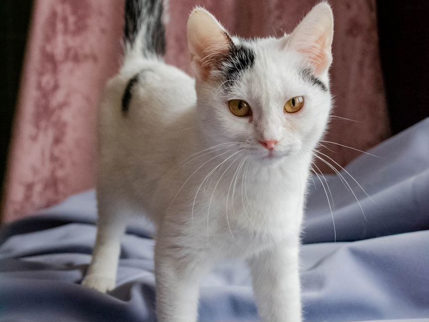 Крошка кошечка Милка