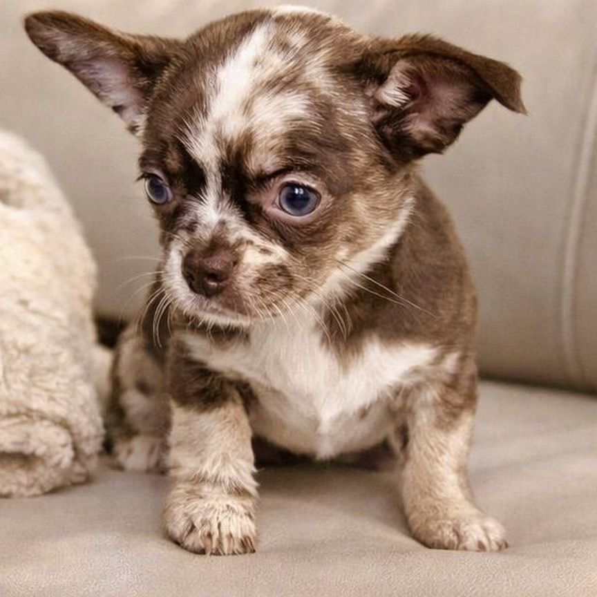 Чихуахуа, щенок