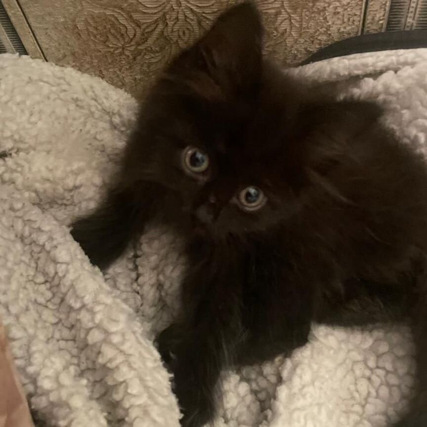 Котёнок Тиша