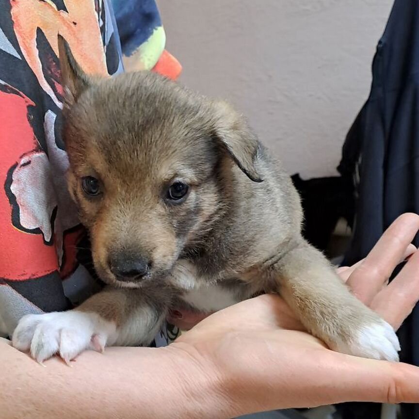 Щенок в добрые руки