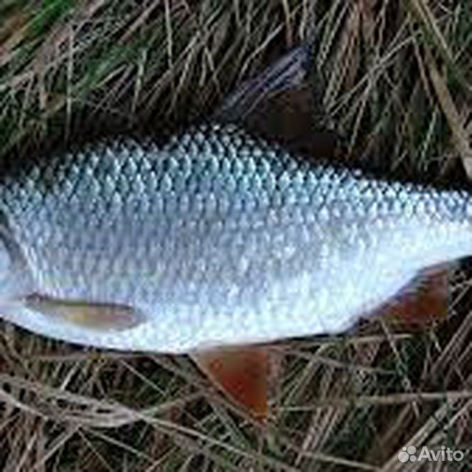 Рыба разная