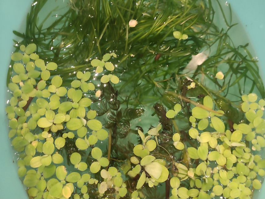 Аквариумные растения прополка