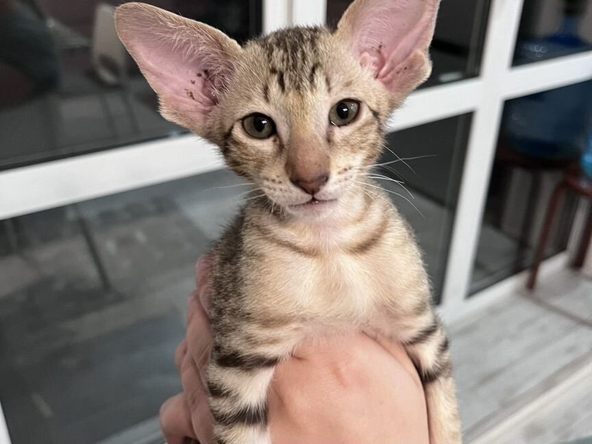 Ориентальные котята