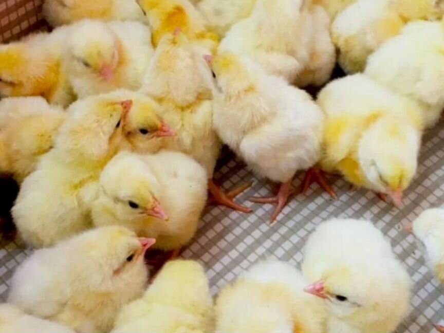 Цыплята бройлеры подрощенные