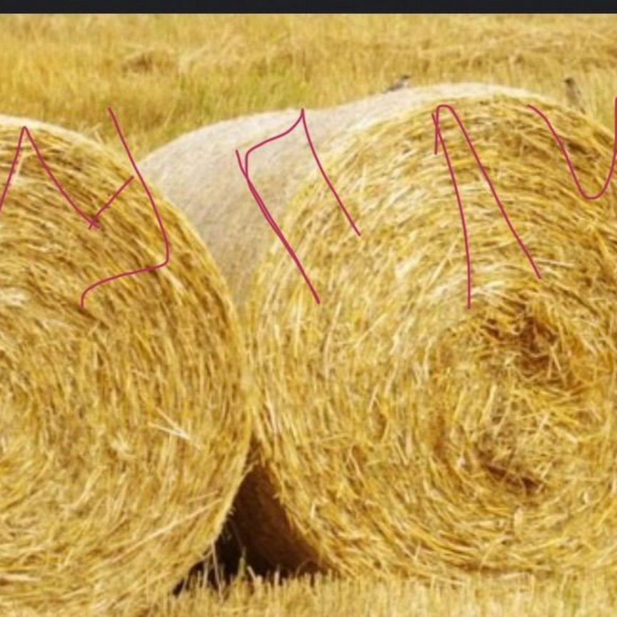 Сено Солома в рулонах