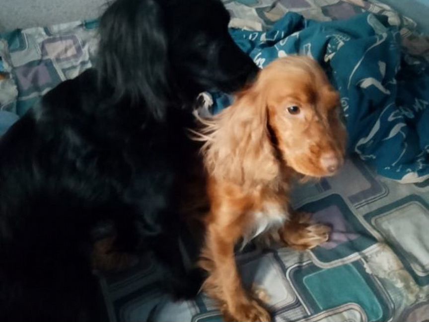 Отдадим в добрые руки