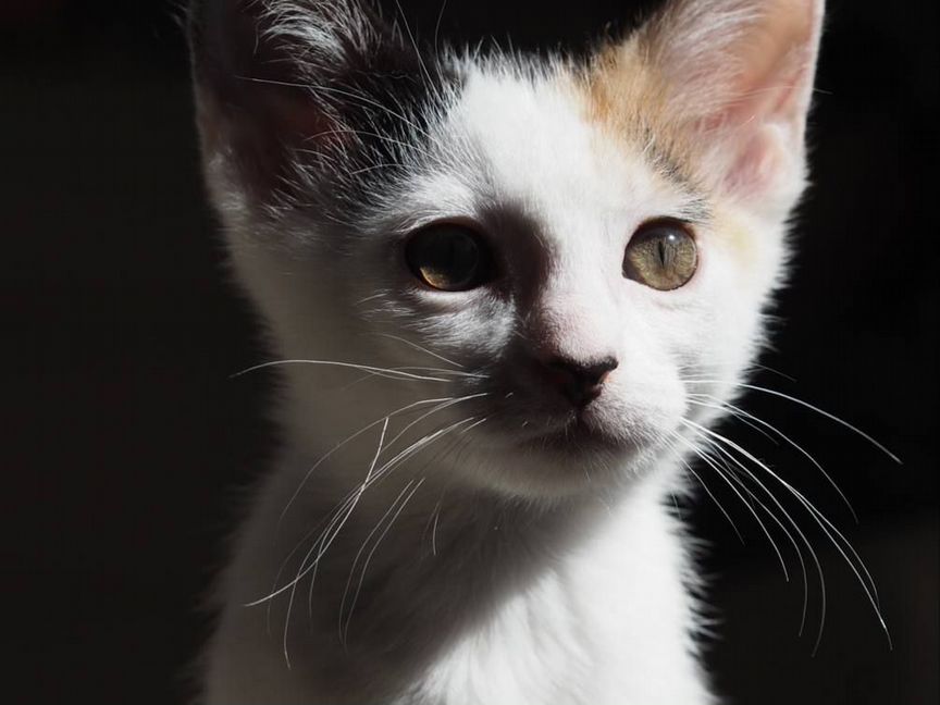 Безумно нежные котята, выращенные с любовью