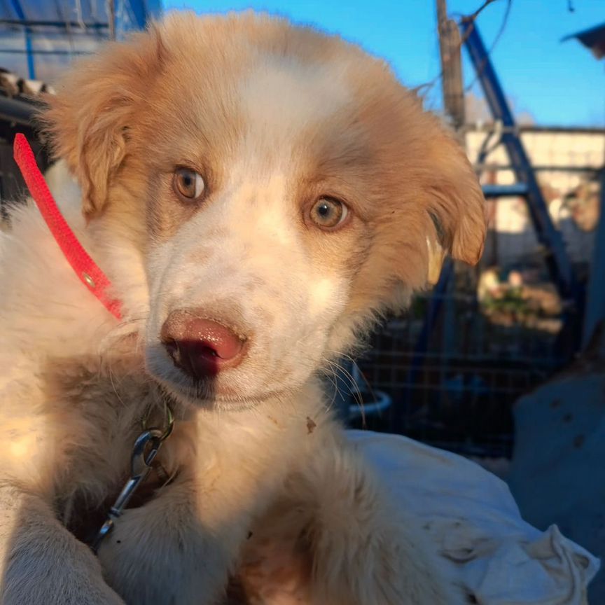 Щенок пушишка