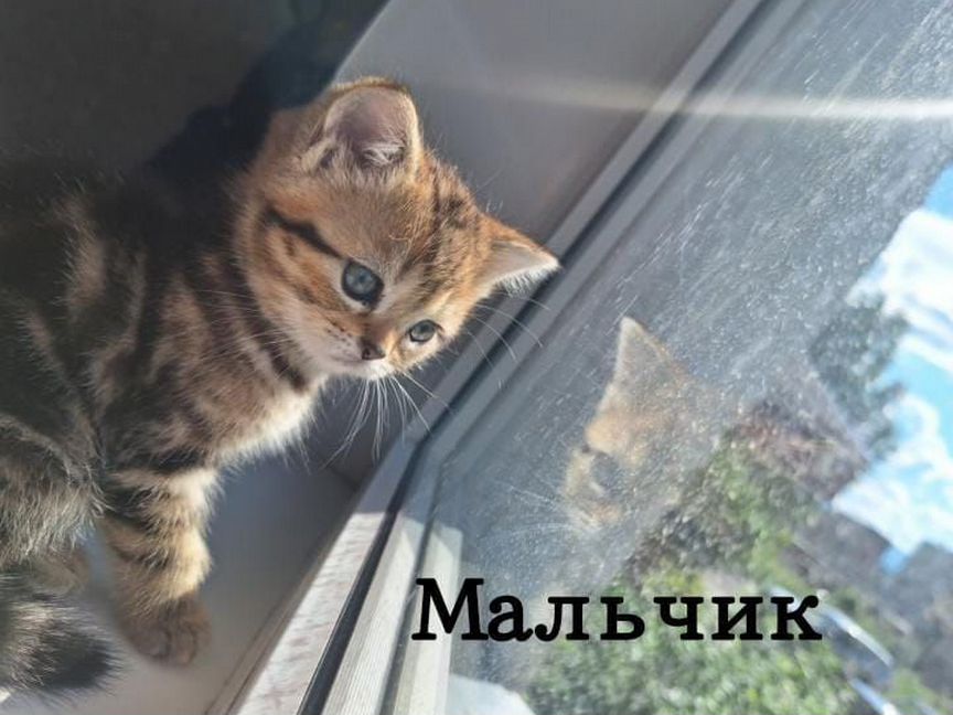 Шотландские котята