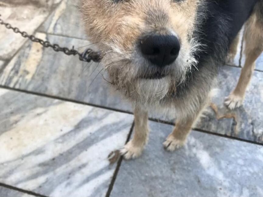 Собака эрдельтерьер-немецкая овчарка бесплатно