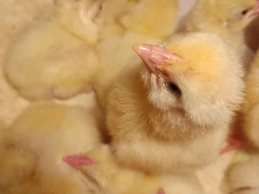 Цыплята бройлеры суточные Чехия