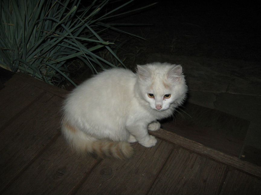 Кошечка беленькая 4 месяца в добрые руки