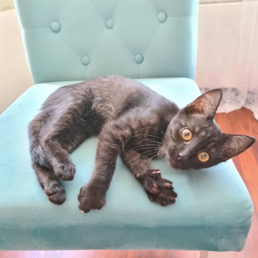 Ласковый котёнок девочка в добрые руки