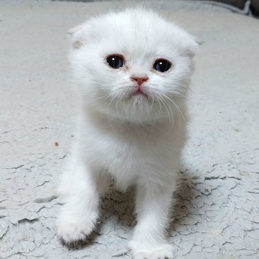 Шотландский вислоухий короткошёрстный котёнок