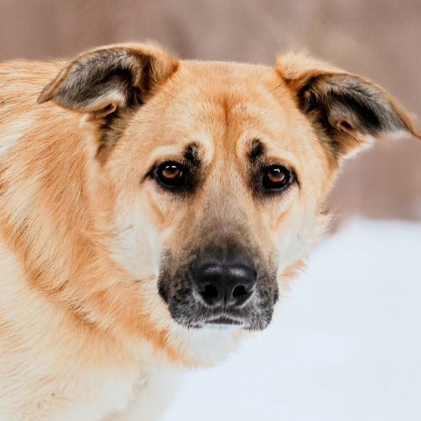 Взрослый пёс в добрые руки