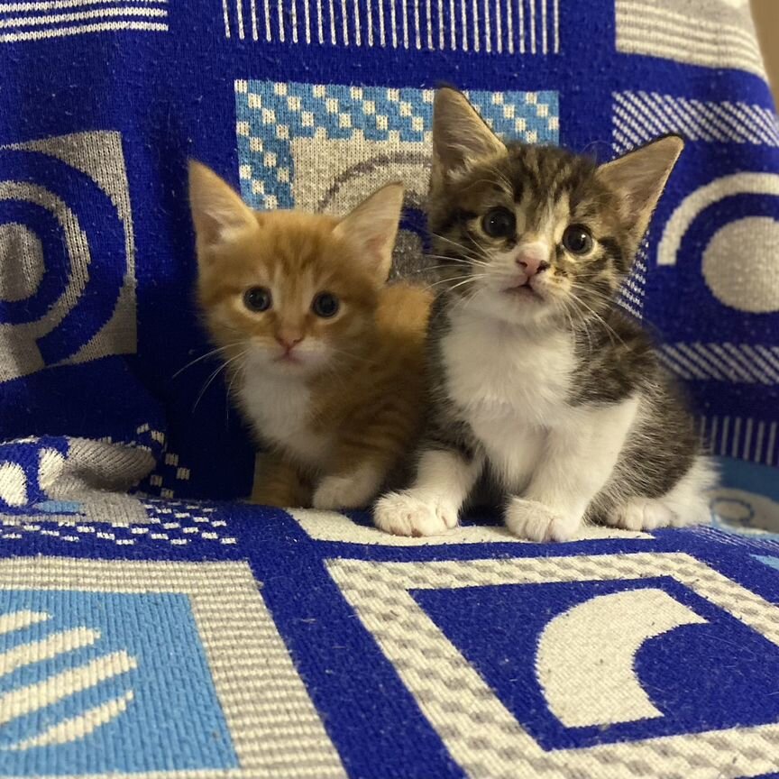 Котята в добрые руки приучены к лотку