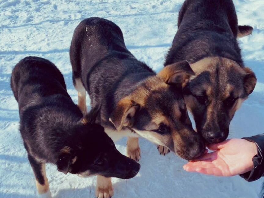 Щенки с улицы вызвали отлов