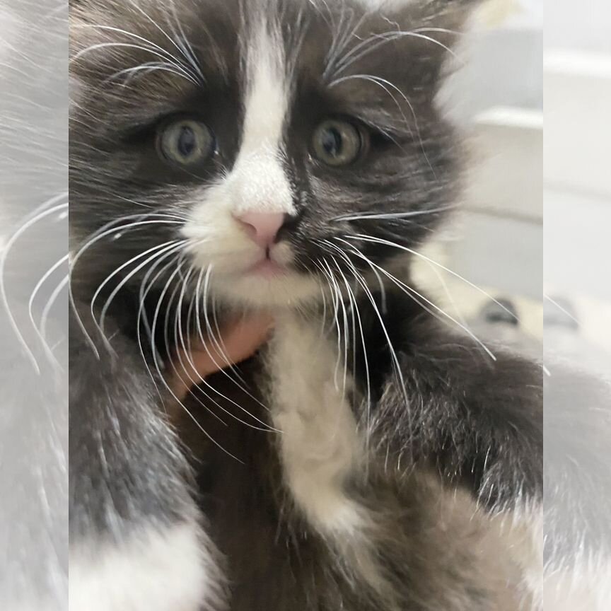 Красивый котик, 1 месяц