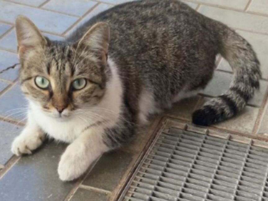 Кошка молоденькая, около года