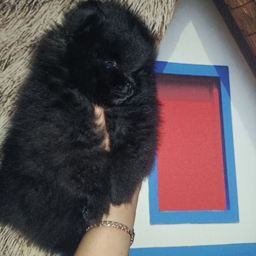 Шпиц
