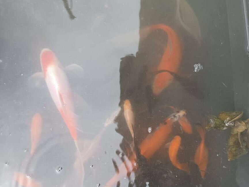 Прудовые рыбки цена от размера цвета